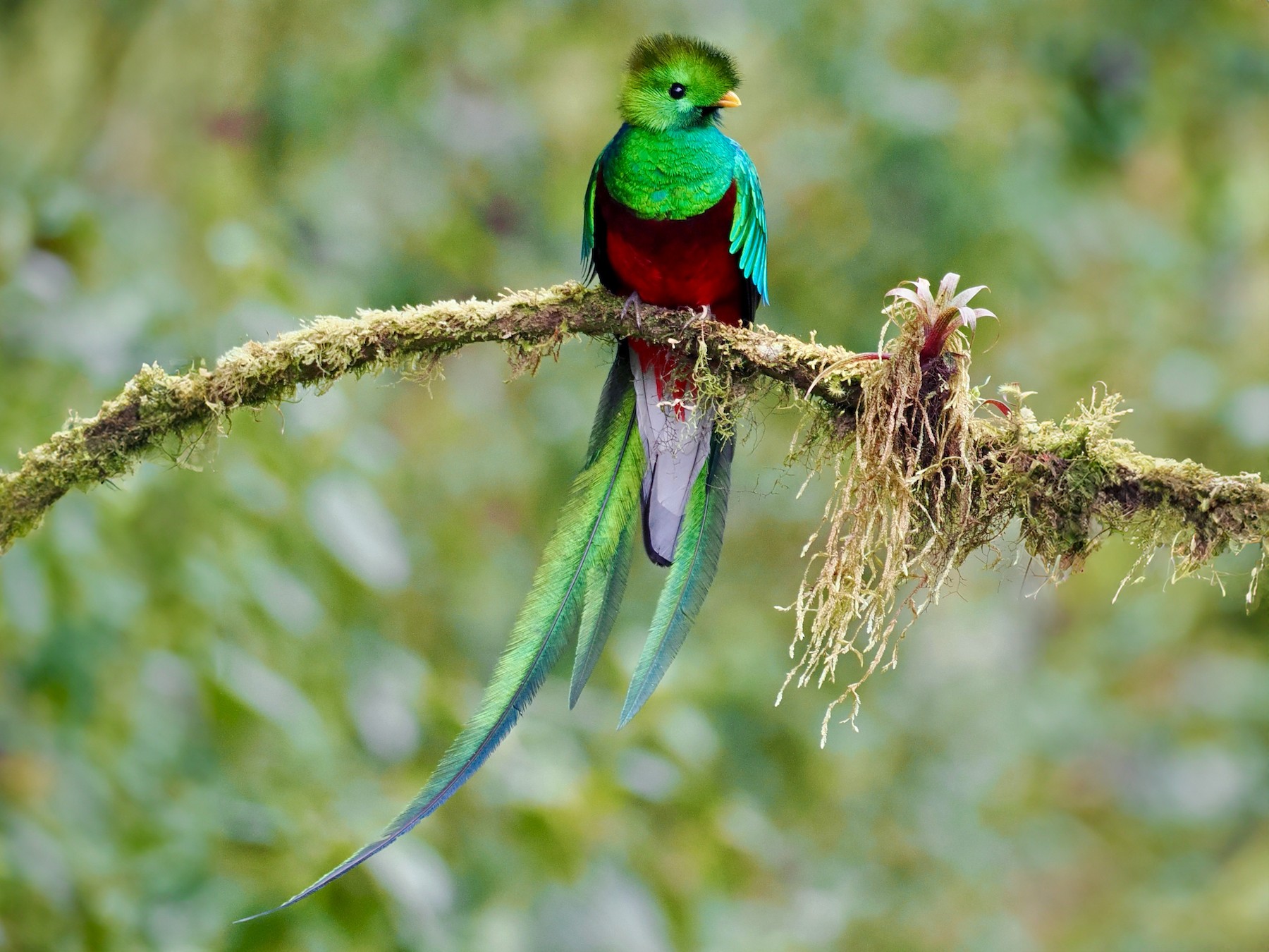 Resplendent Quetzal - eBird