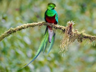 Male Quetzal Bird