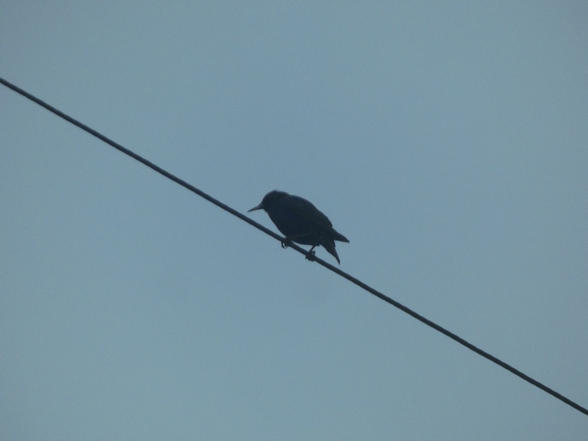 eBird Checklist - 7 Feb 2024 - Michigan Technological University campus ...