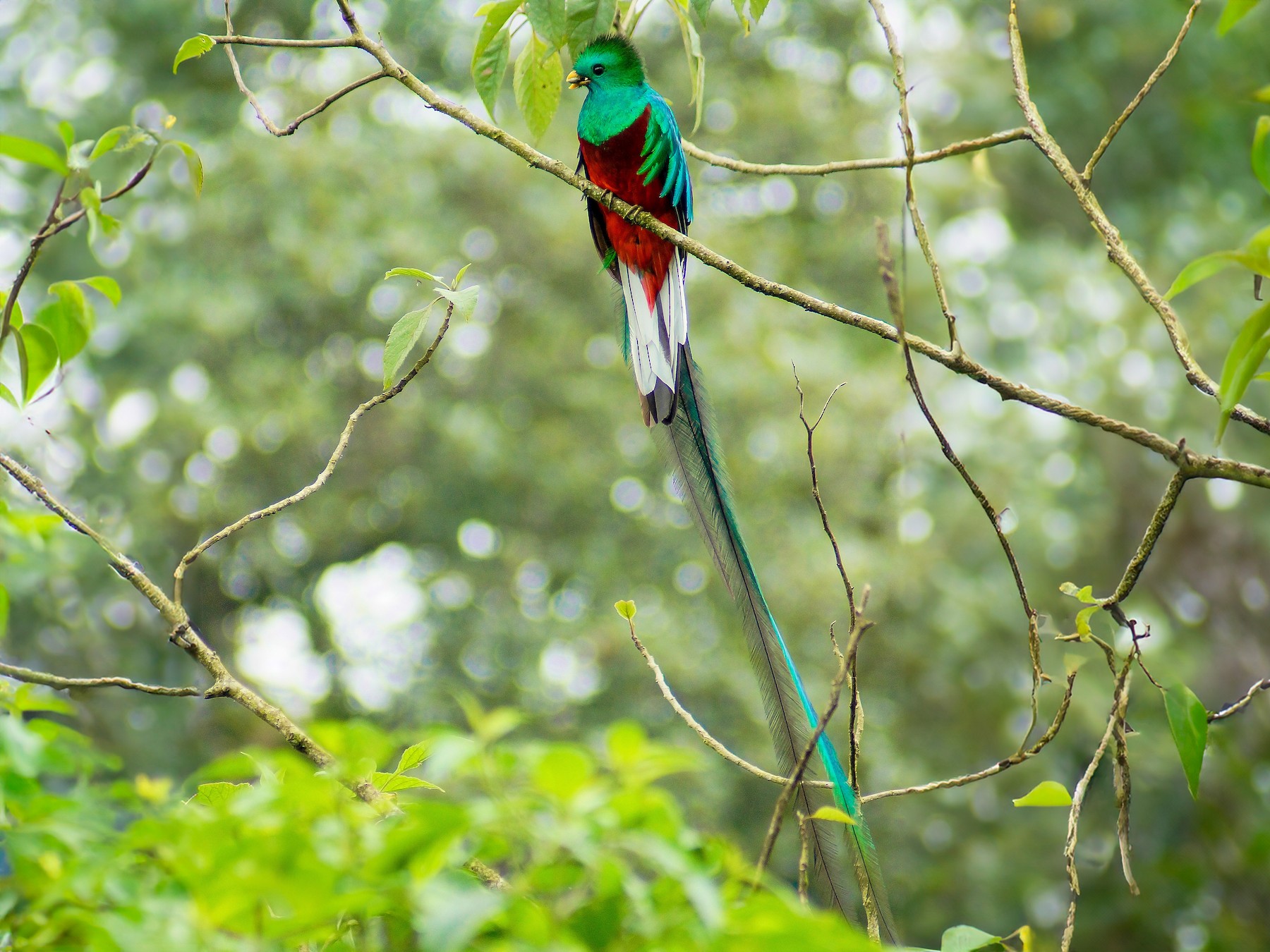Resplendent Quetzal - eBird