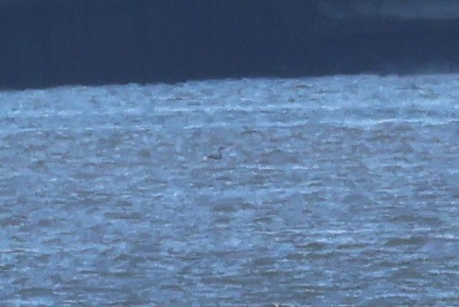 eBird Checklist - 7 Feb 2024 - Conference House Park - 26 species