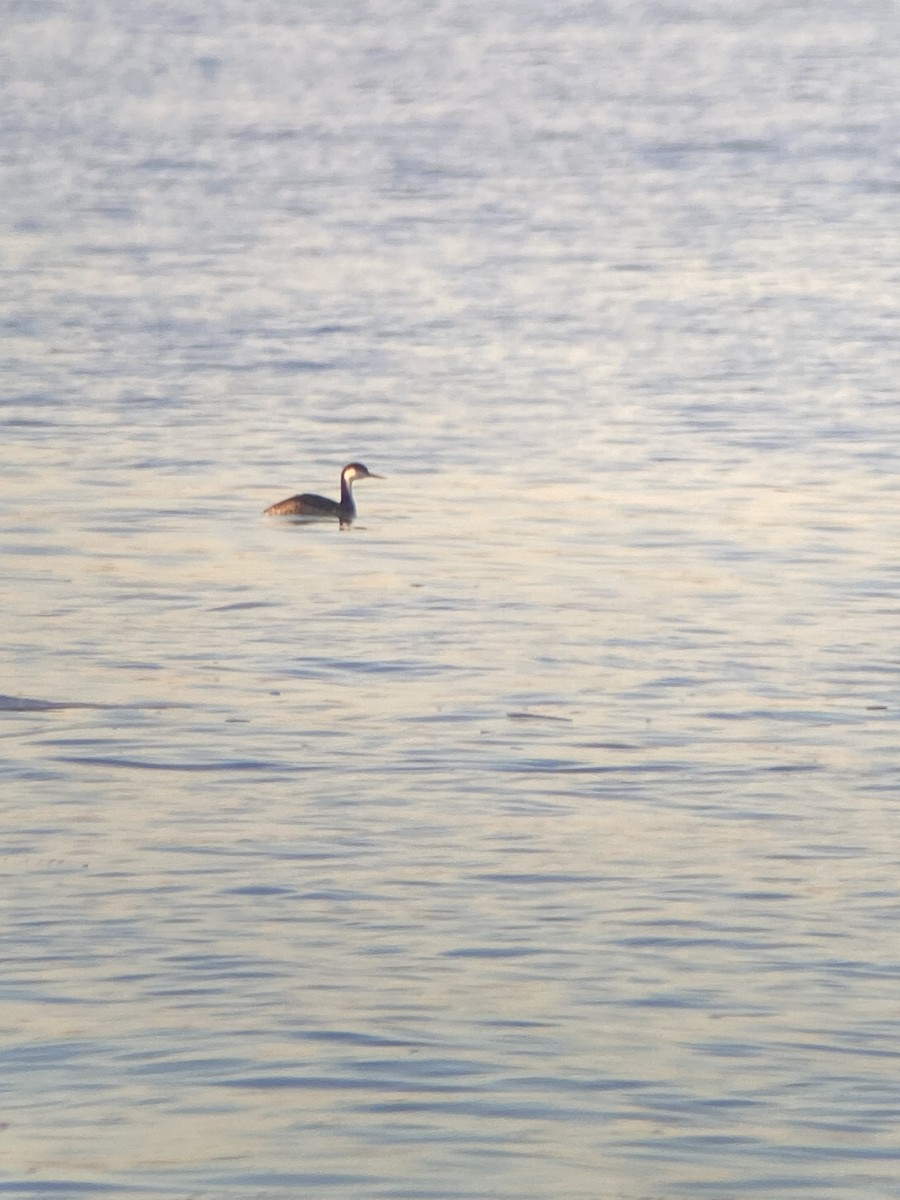eBird Checklist - 7 Feb 2024 - South Amboy Ferry - 4 species