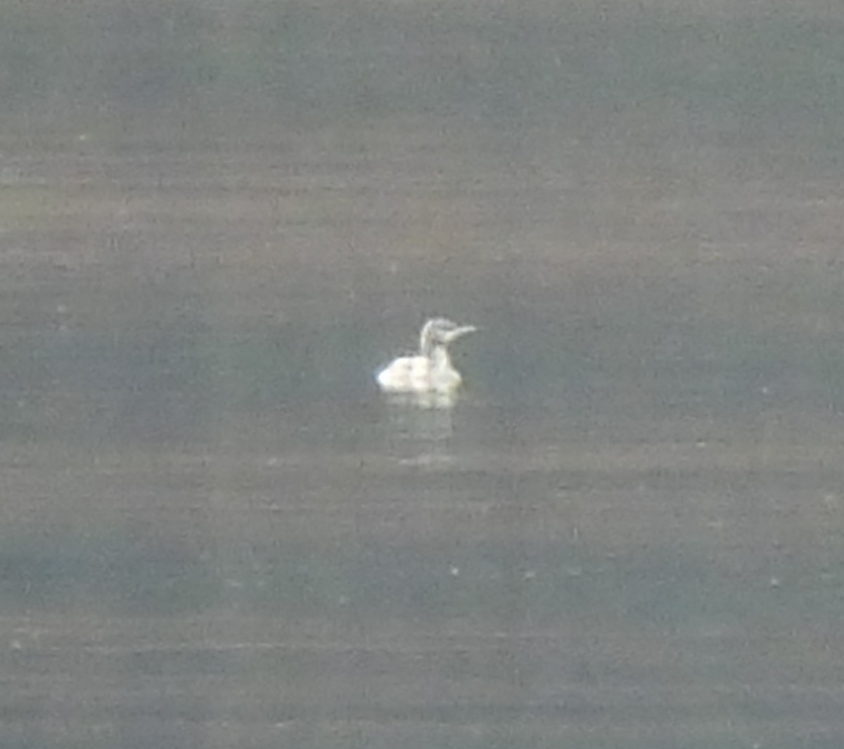 eBird Checklist - 7 Feb 2024 - Henry Hagg Lake Park (Scoggins Valley ...