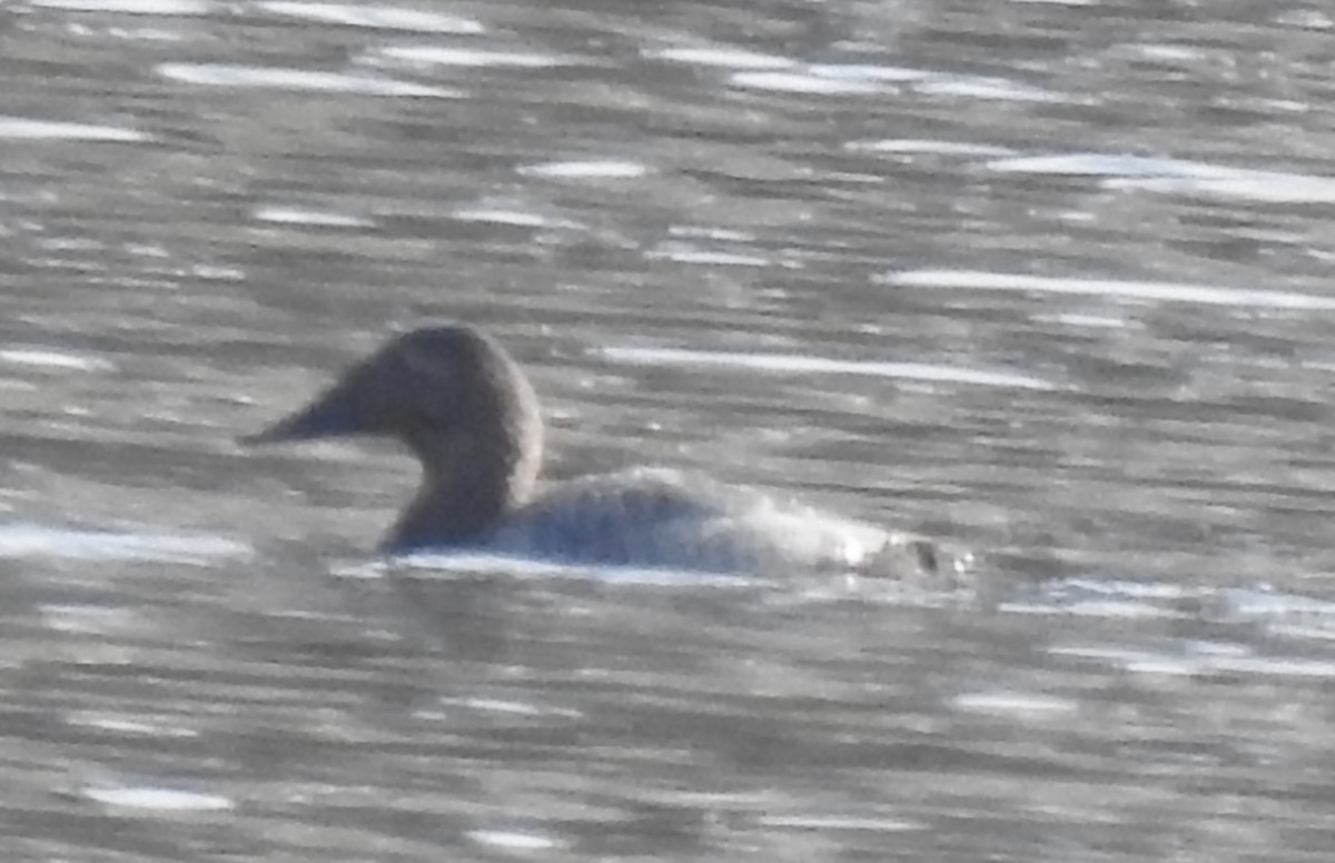 eBird Checklist - 7 Feb 2024 - Langley--Rees Lake - 12 species