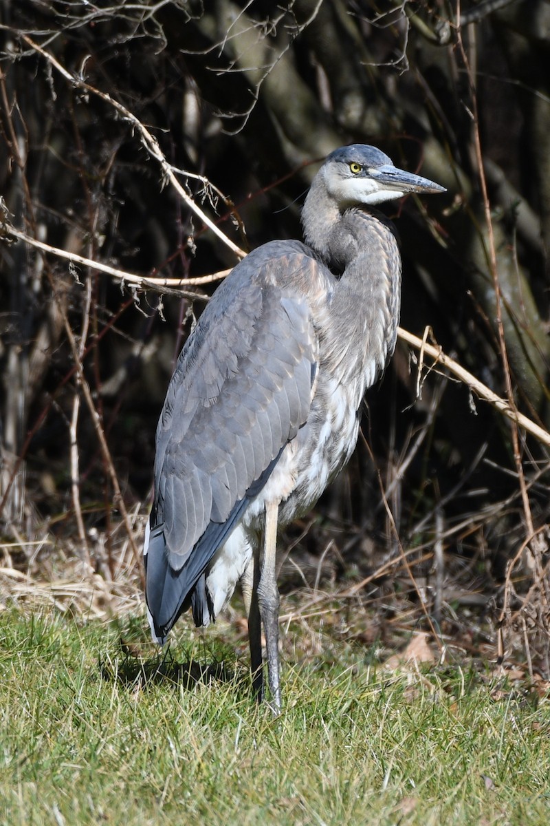 Pennsylvania Bird Atlas Checklist - 7 Feb 2024 - Thomas P. Bentley ...