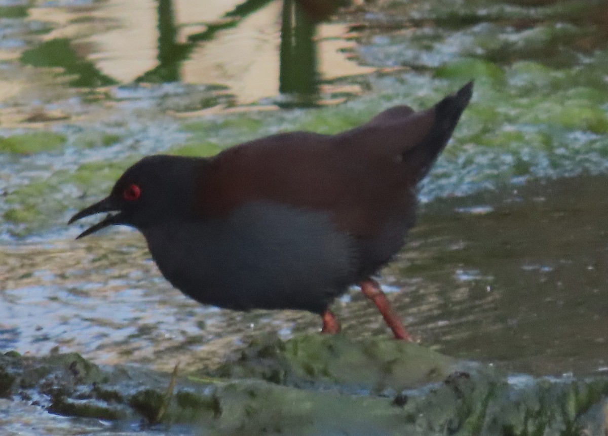 eBird Australia Checklist - 8 Feb 2024 - Edgeworth Pond (Coombs) - 30 ...