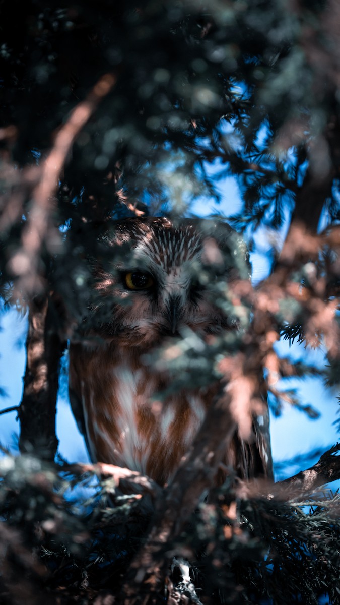 eBird Checklist - 4 Feb 2024 - Sterling SP - 1 species