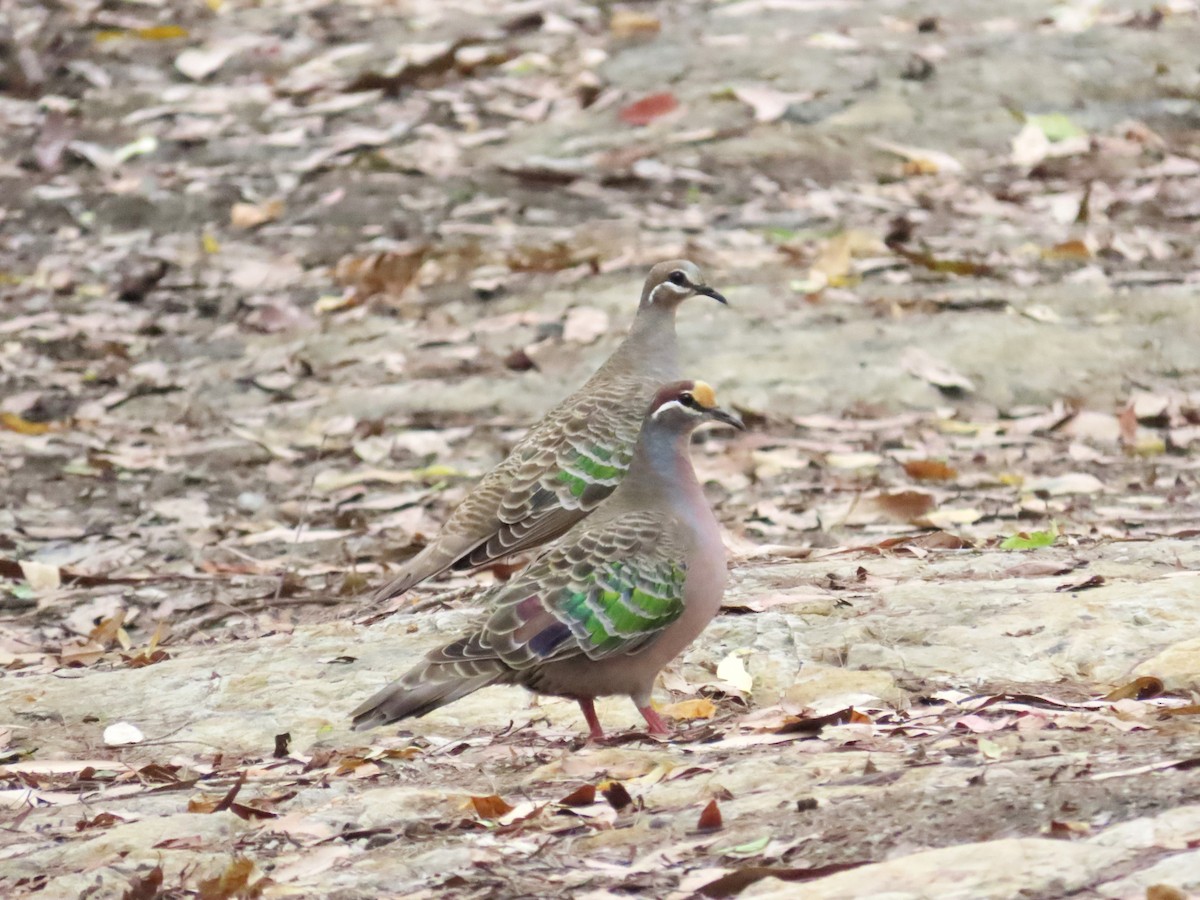 eBird Checklist - 8 Feb 2024 - Nerang National Park - 31 species