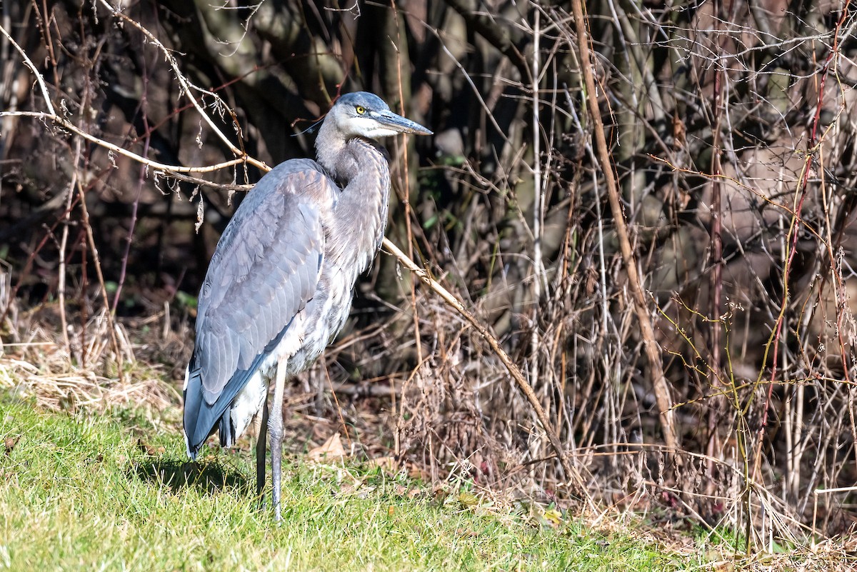 Pennsylvania Bird Atlas Checklist - 7 Feb 2024 - Thomas P. Bentley ...