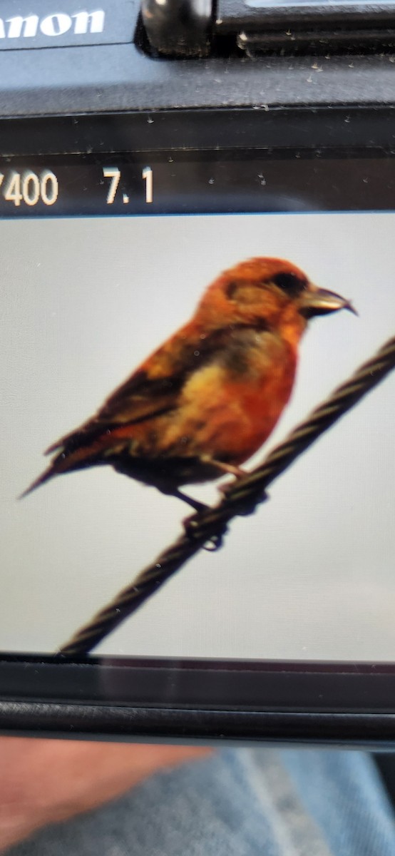 Pennsylvania Bird Atlas Checklist - 8 Feb 2024 - White Church Road - Landfill - 16 species