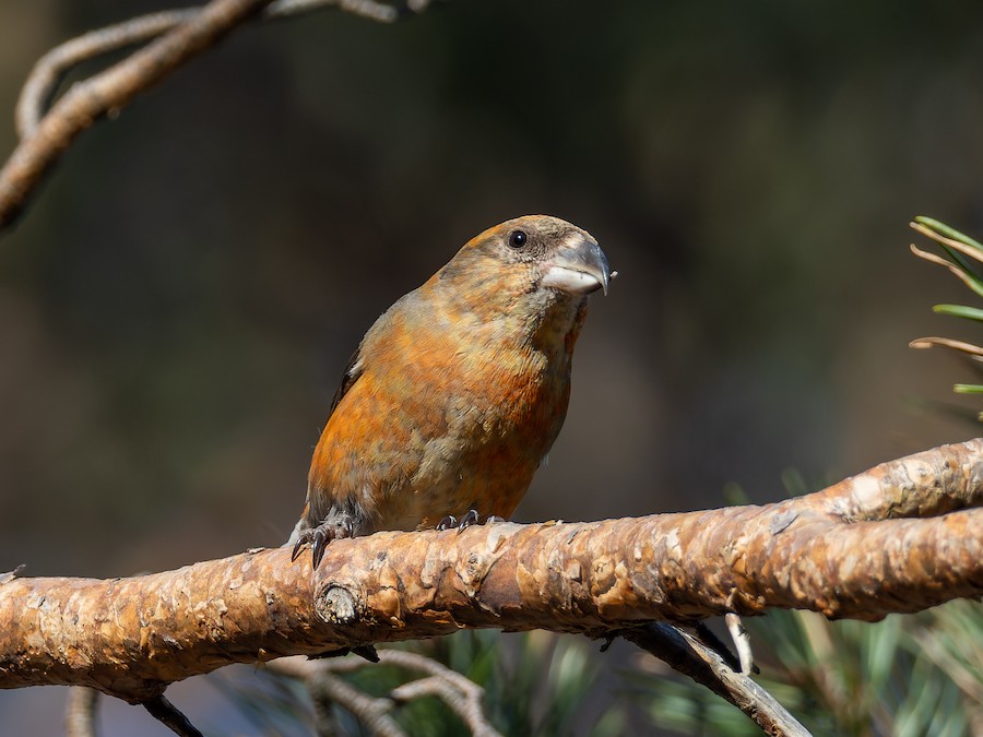 crossbill sp. - eBird