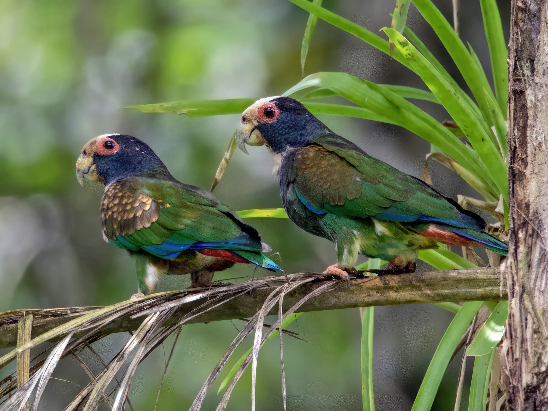 White-crowned Parrot - eBird