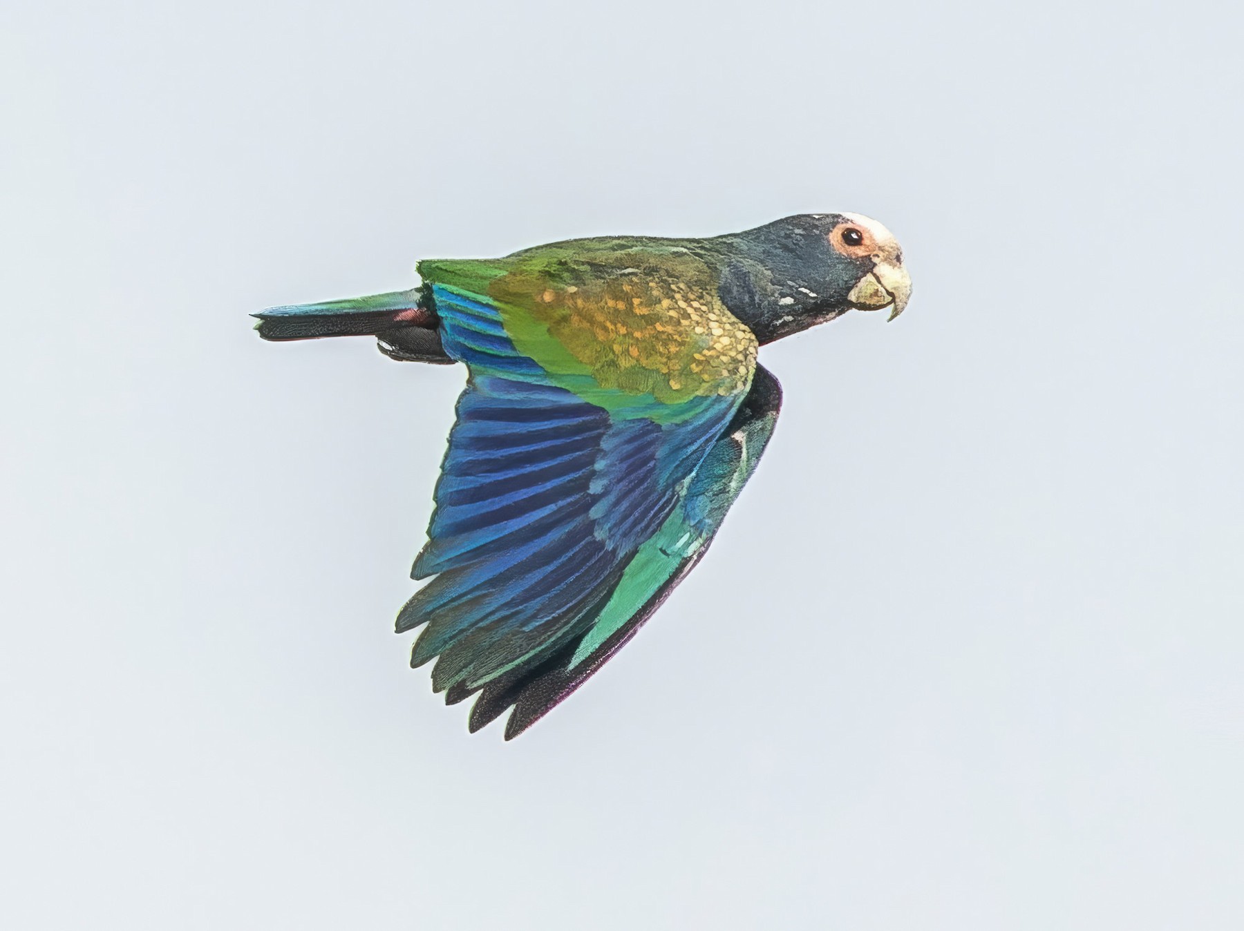 White-crowned Parrot - eBird