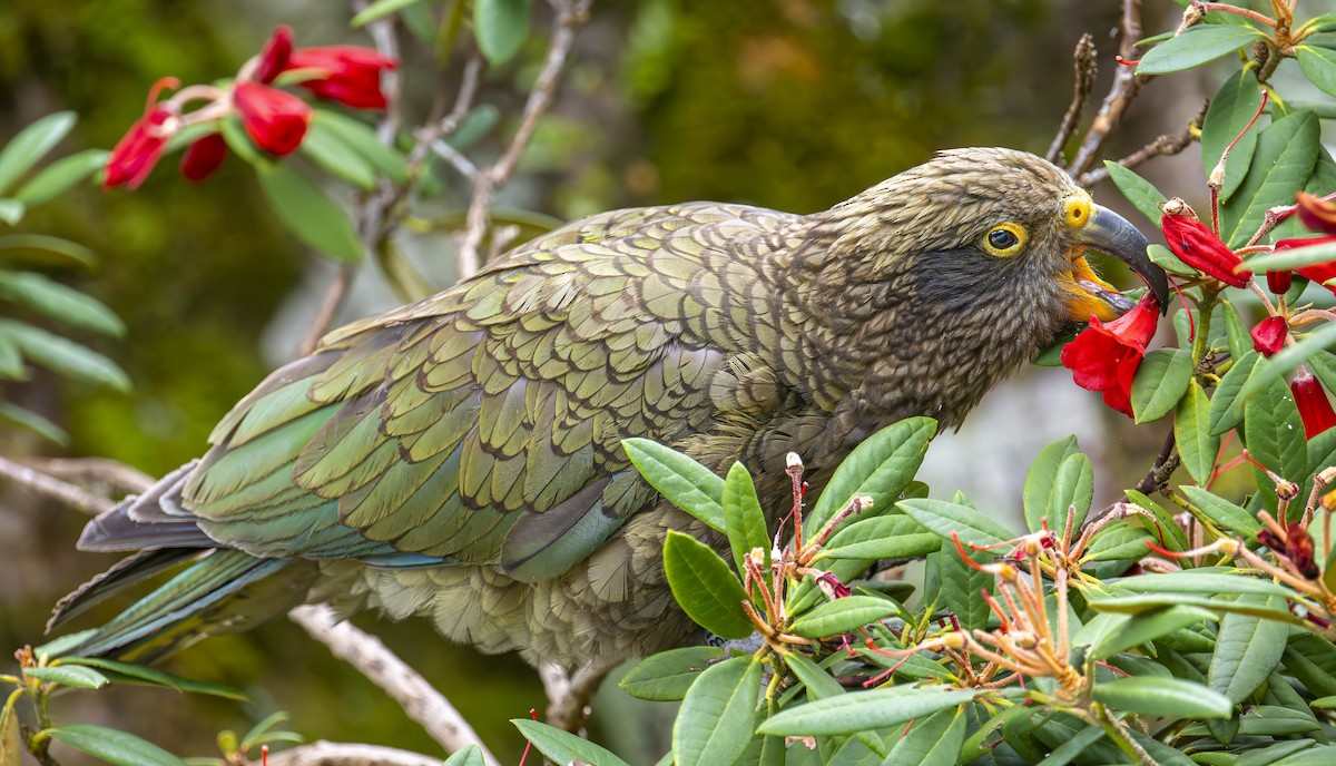 eBird Checklist - 16 Nov 2023 - Arthur's Pass Village - 7 species