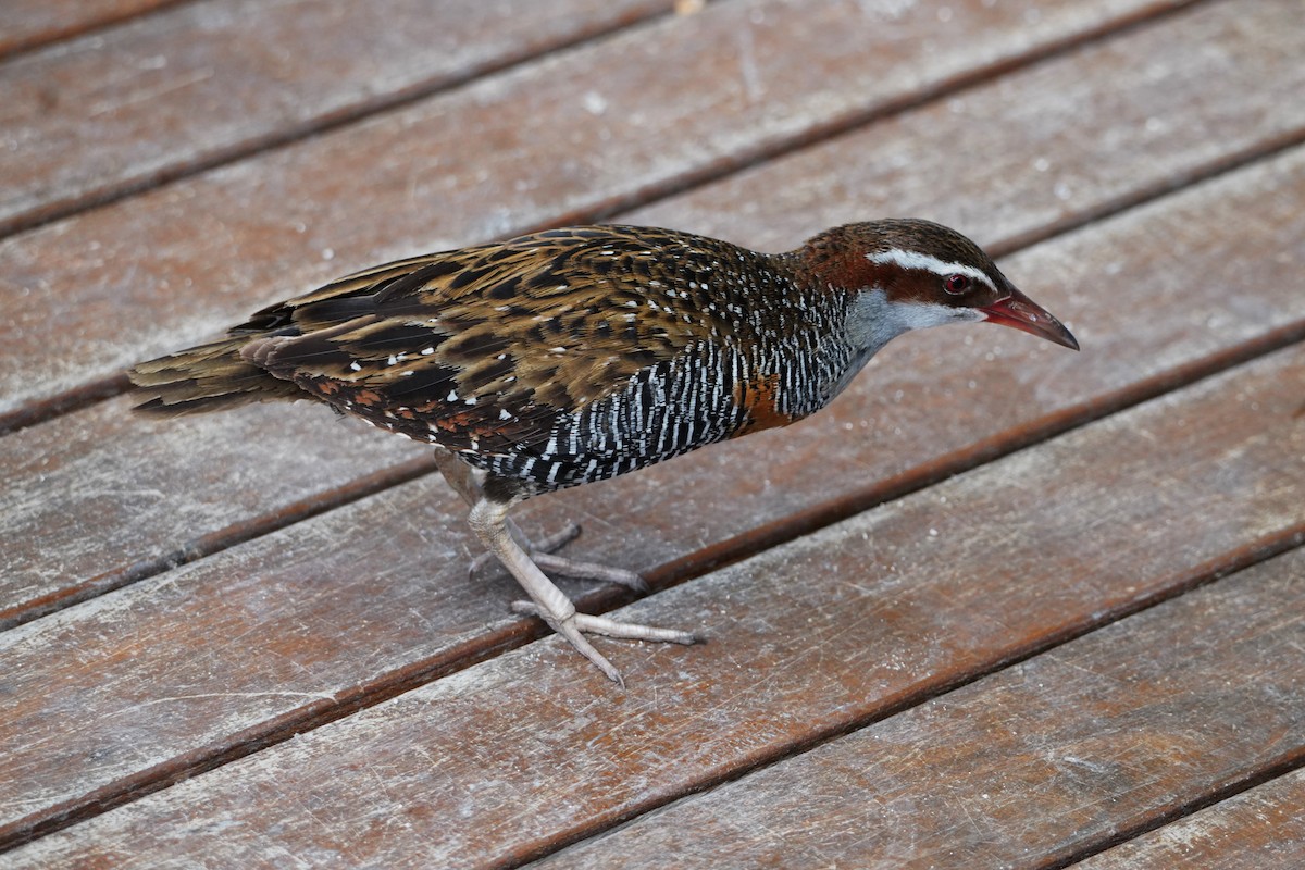 eBird Checklist - 6 Feb 2024 - Lady Elliot Island - 18 species