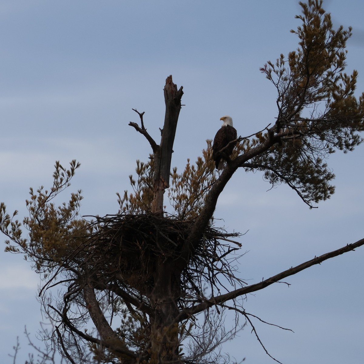 Final Season Sprint - New York Breeding Bird Atlas