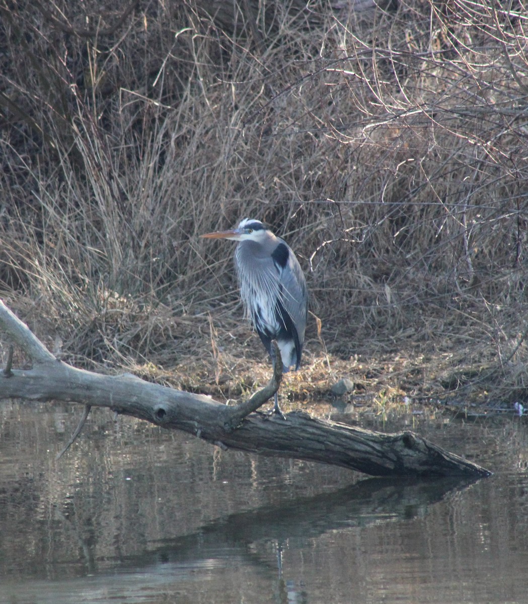 Pennsylvania Bird Atlas Checklist - 8 Feb 2024 - Exton Park - 27 species