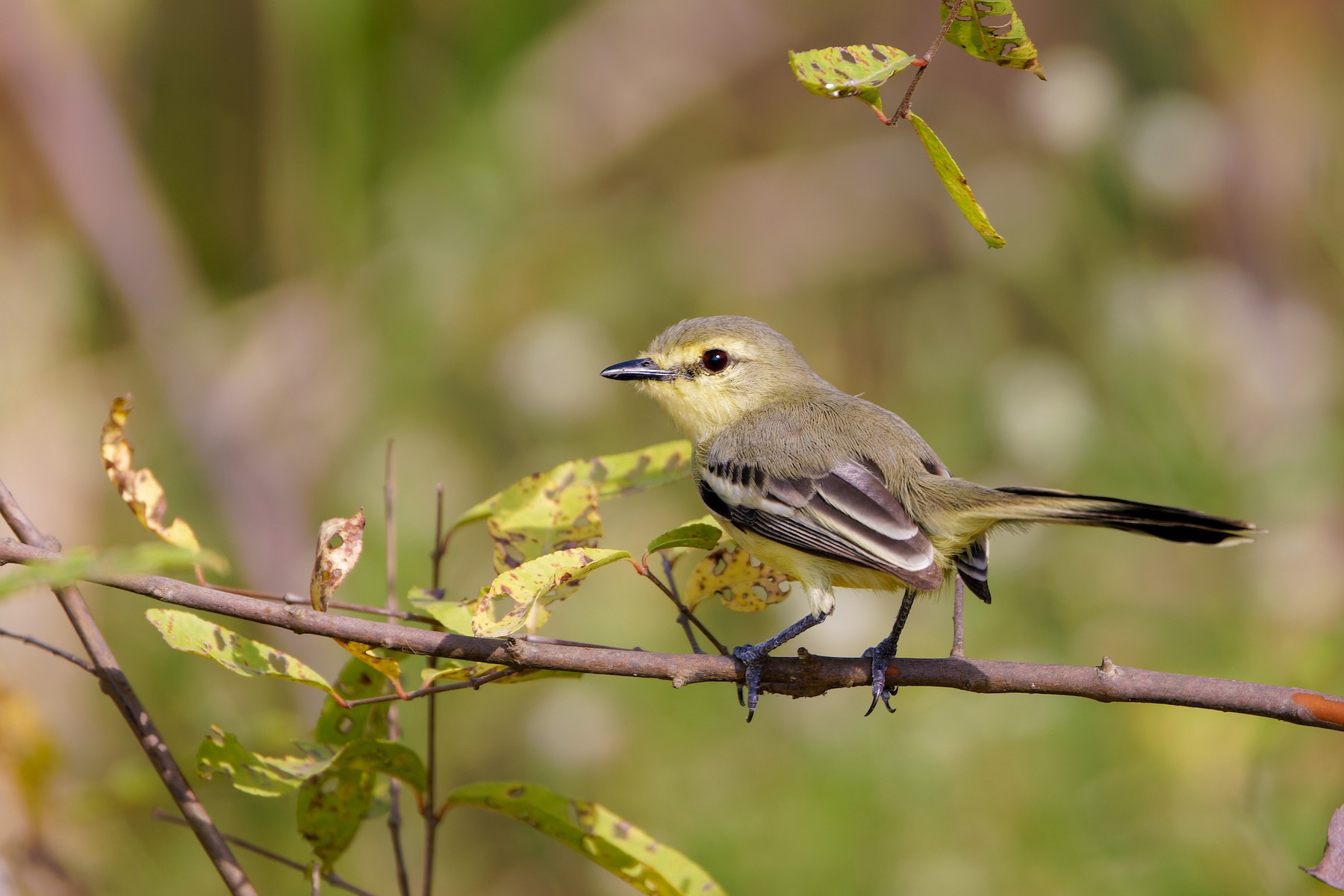 Orinoco Wagtail-Tyrant (undescribed form) - eBird