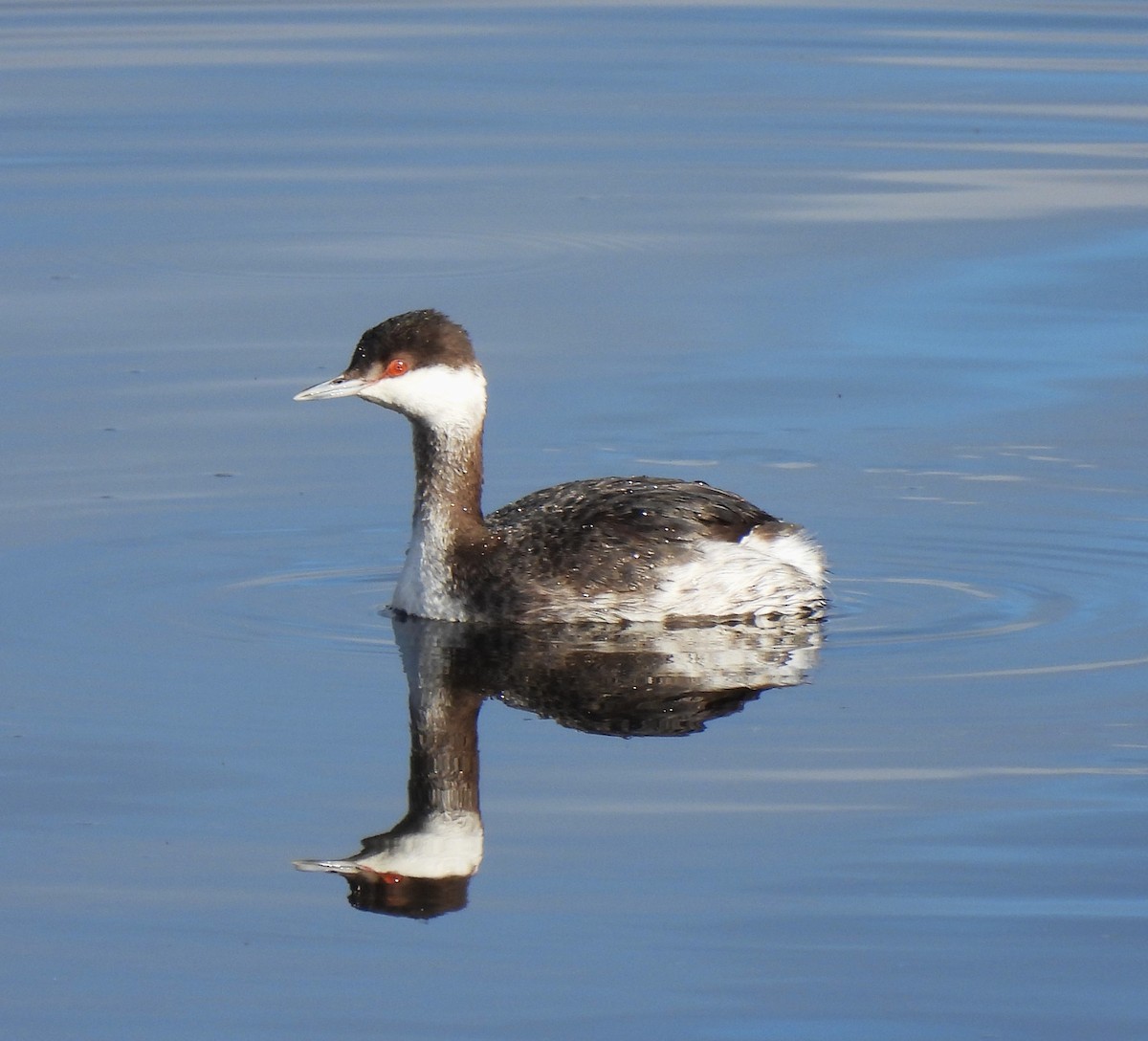 eBird Checklist - 8 Feb 2024 - Wapato Lake NWR - 41 species