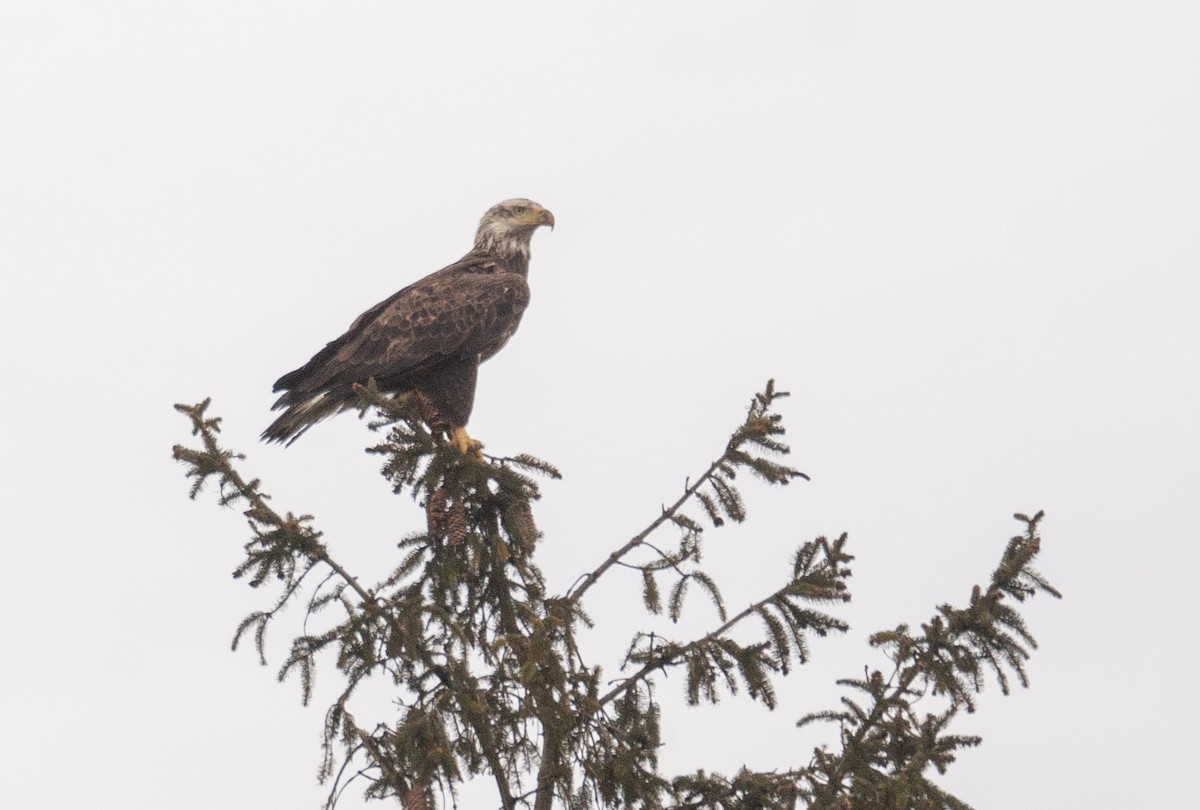 Pennsylvania Bird Atlas Checklist - 9 Feb 2024 - George School (Langhorne NE) - 13 species