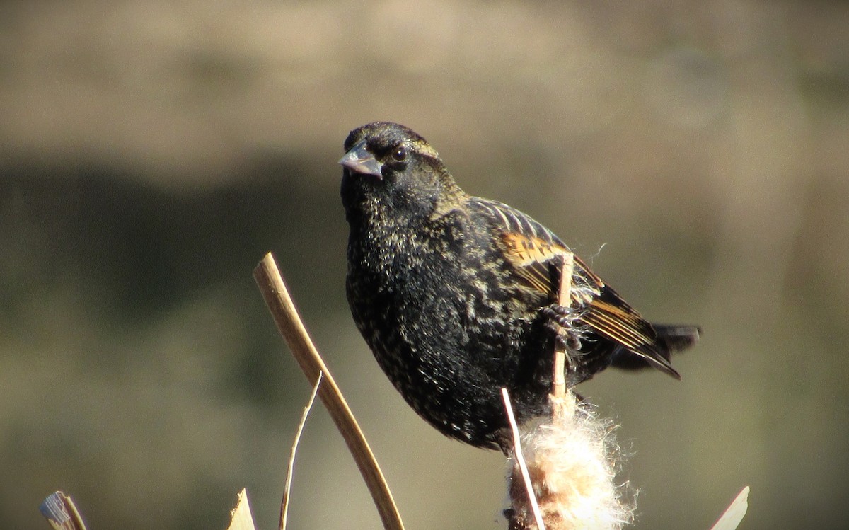Pennsylvania Bird Atlas Checklist - 4 Feb 2024 - Canonsburg Lake - 18 species