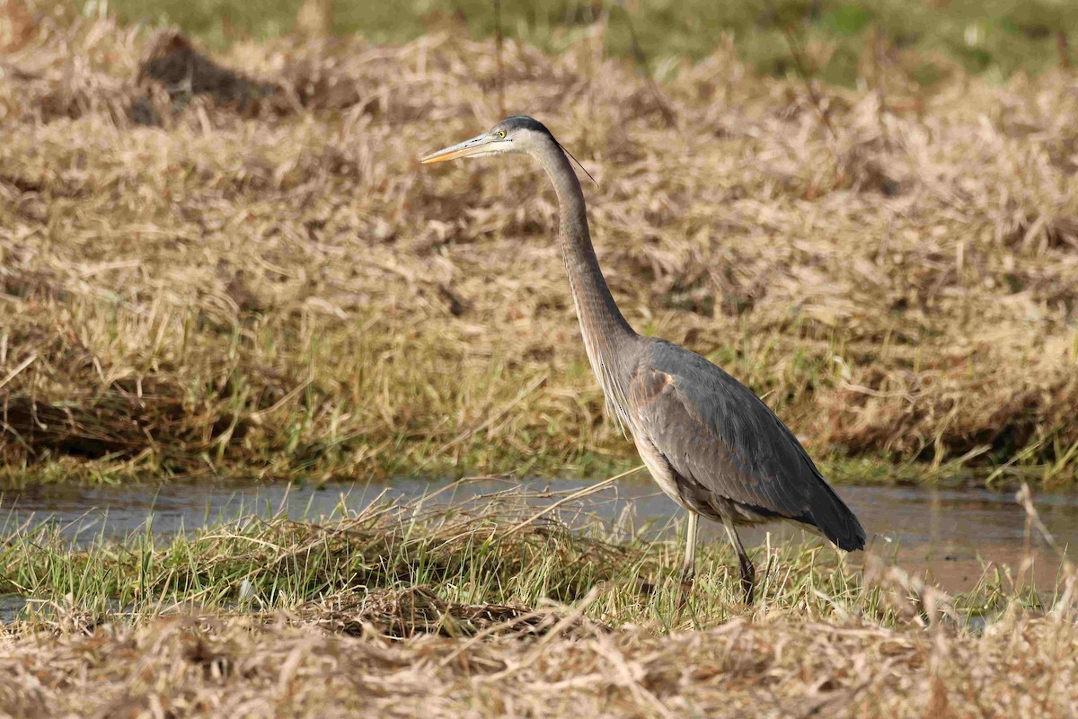 Pennsylvania Bird Atlas Checklist - 9 Feb 2024 - Krause Rd Fields - 23 species