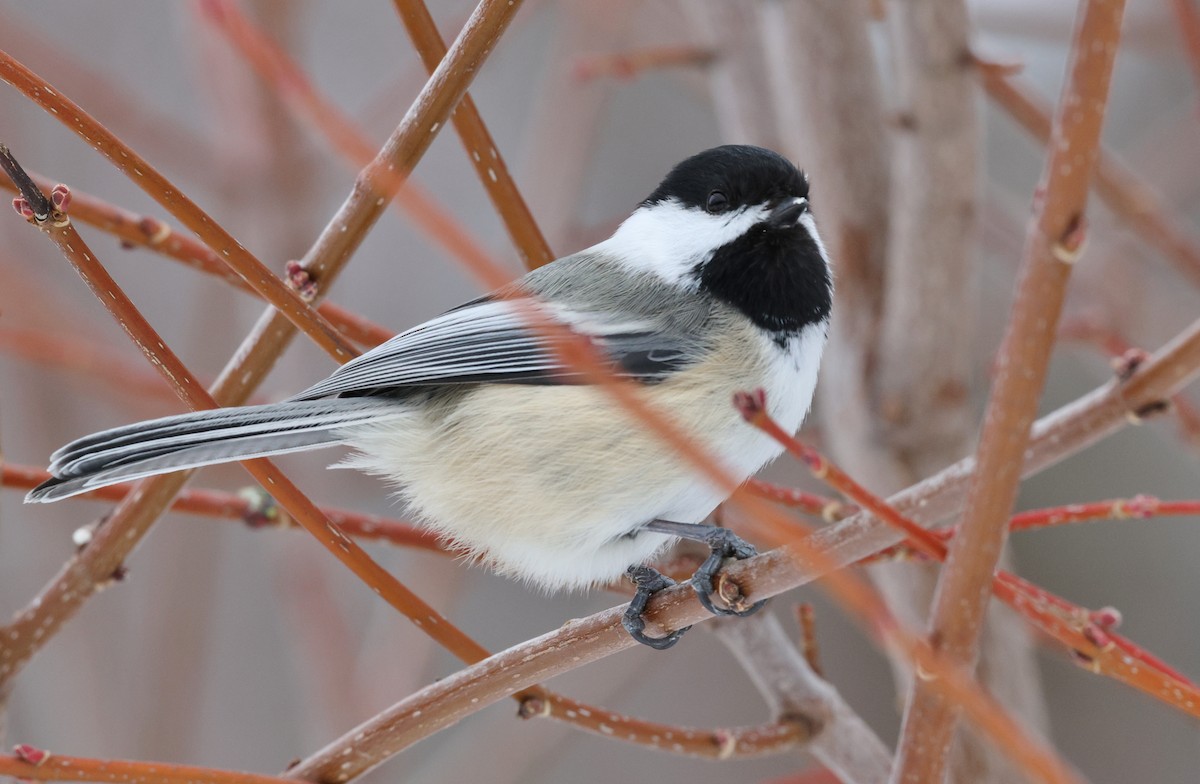 eBird Québec Checklist - 9 Feb 2024 - Parc du Mt-Arthabaska - 5 species