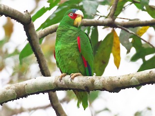 White-fronted Amazon - eBird