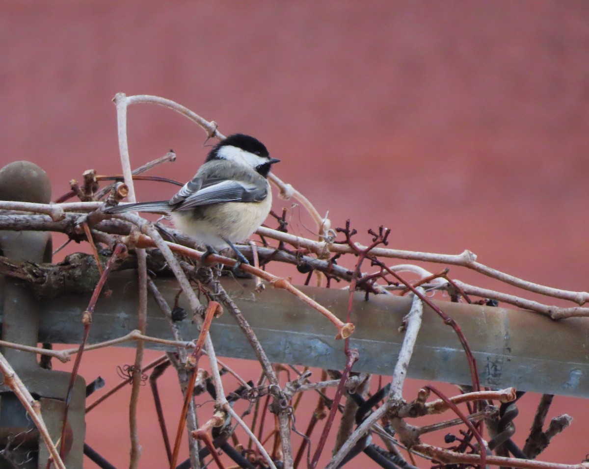 eBird Québec Checklist - 9 Feb 2024 - Saint-Romuald - 18 species