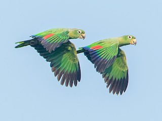 Mealy Amazon - eBird