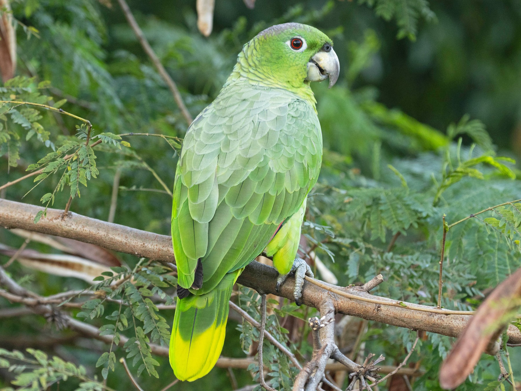 Mealy Parrot - eBird