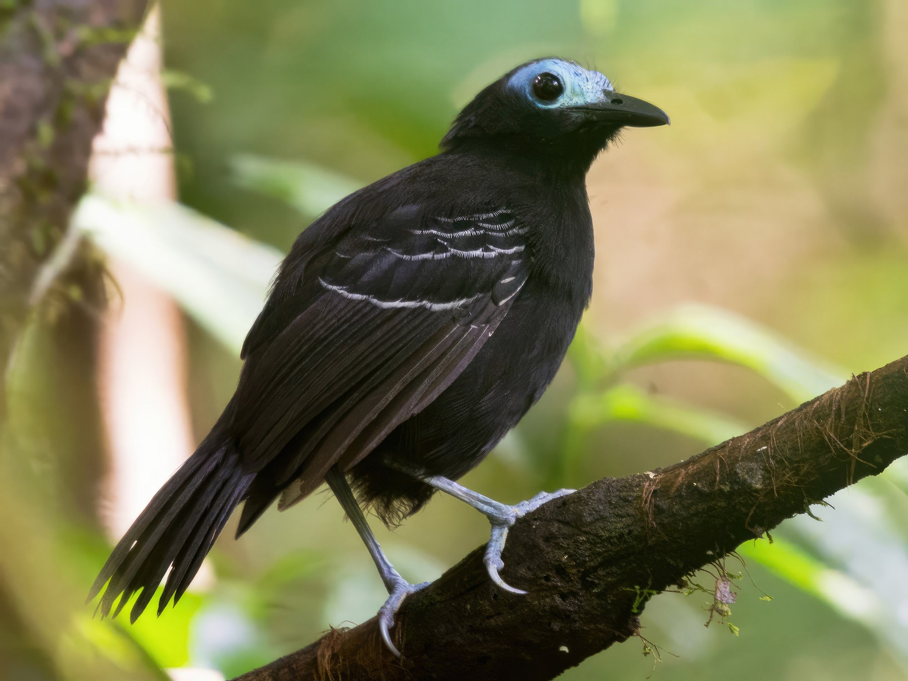 Bare-crowned Antbird - eBird