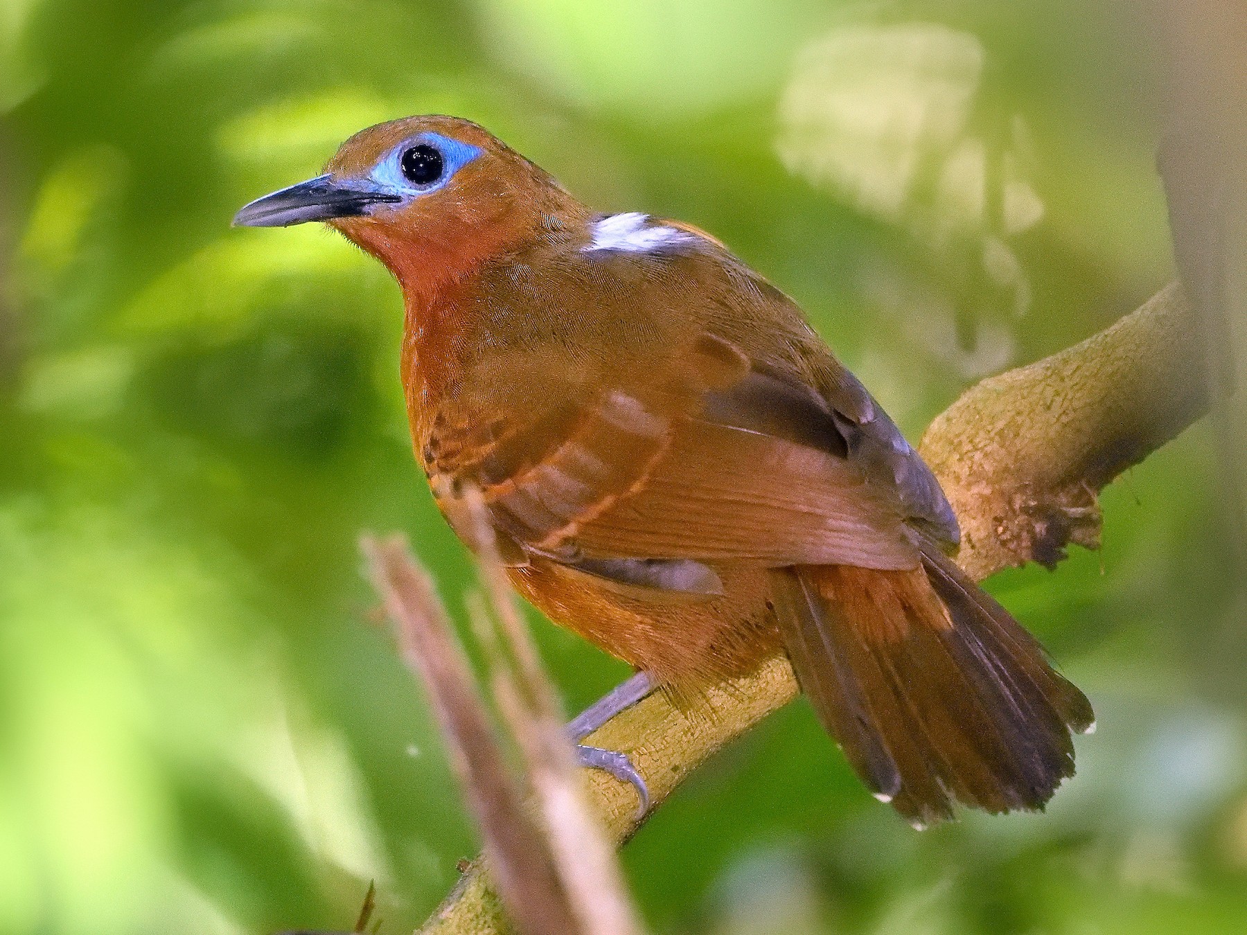 Bare-crowned Antbird - eBird