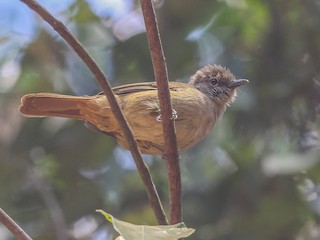 Ansorge's Greenbul - Eurillas ansorgei - Birds of the World
