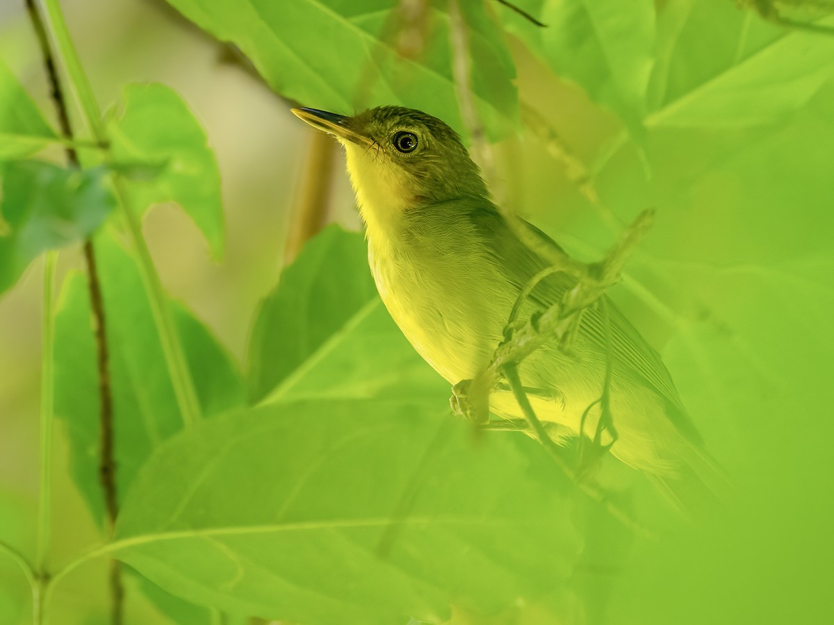 Icterine Greenbul - Phyllastrephus icterinus - Birds of the World