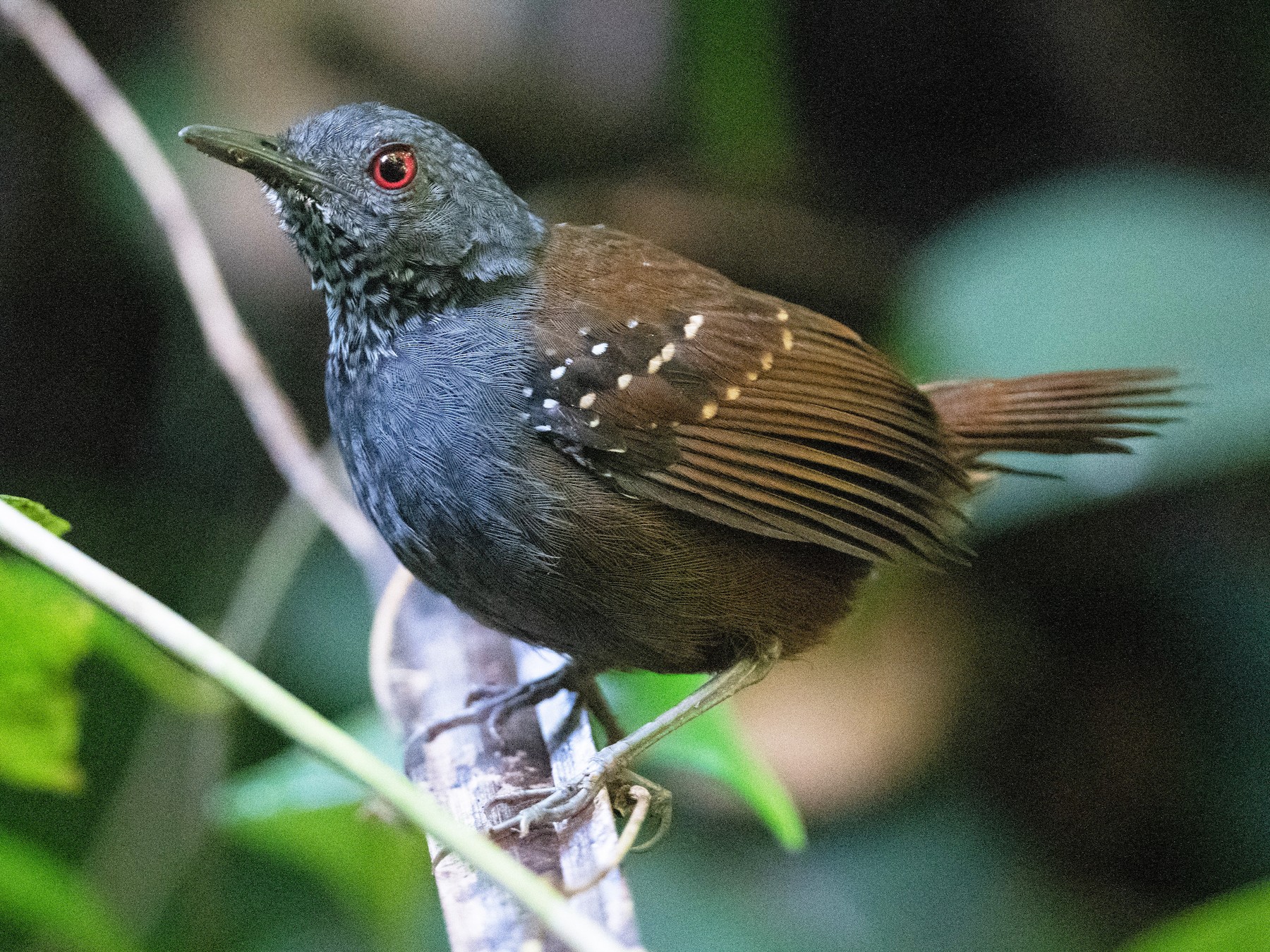 Dull-mantled Antbird - eBird