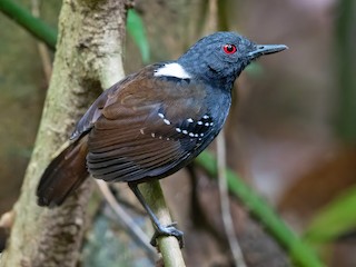 Dull-mantled Antbird - eBird