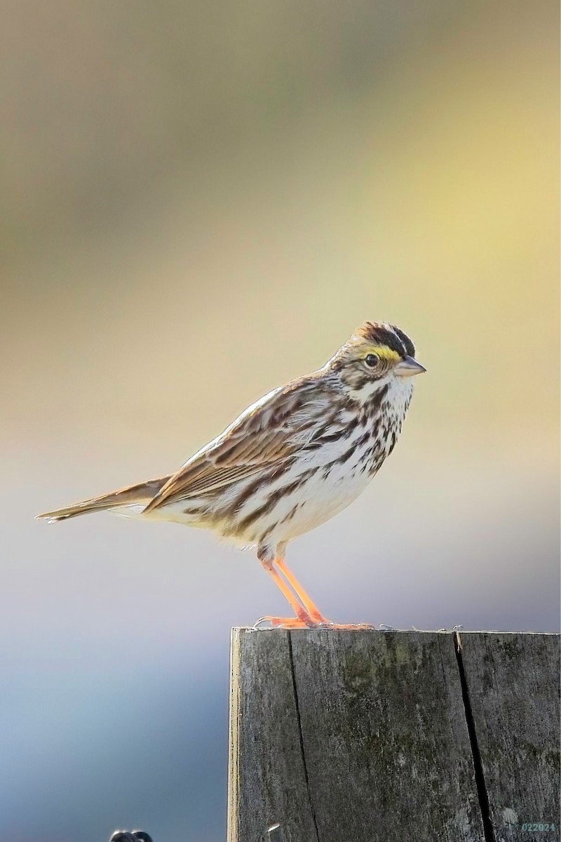 eBird Checklist - 9 Feb 2024 - Colding Loop Road - 23 species