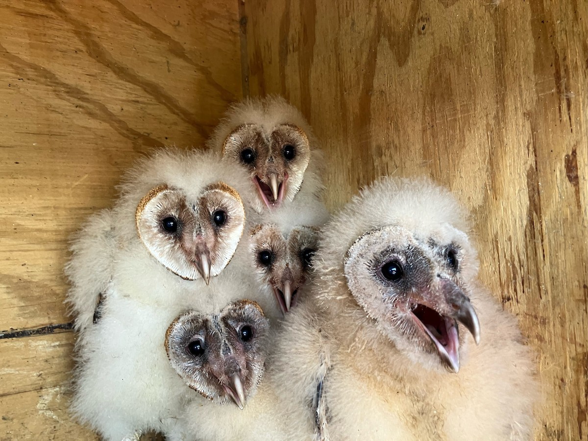 ML614605513 - Barn Owl - Macaulay Library