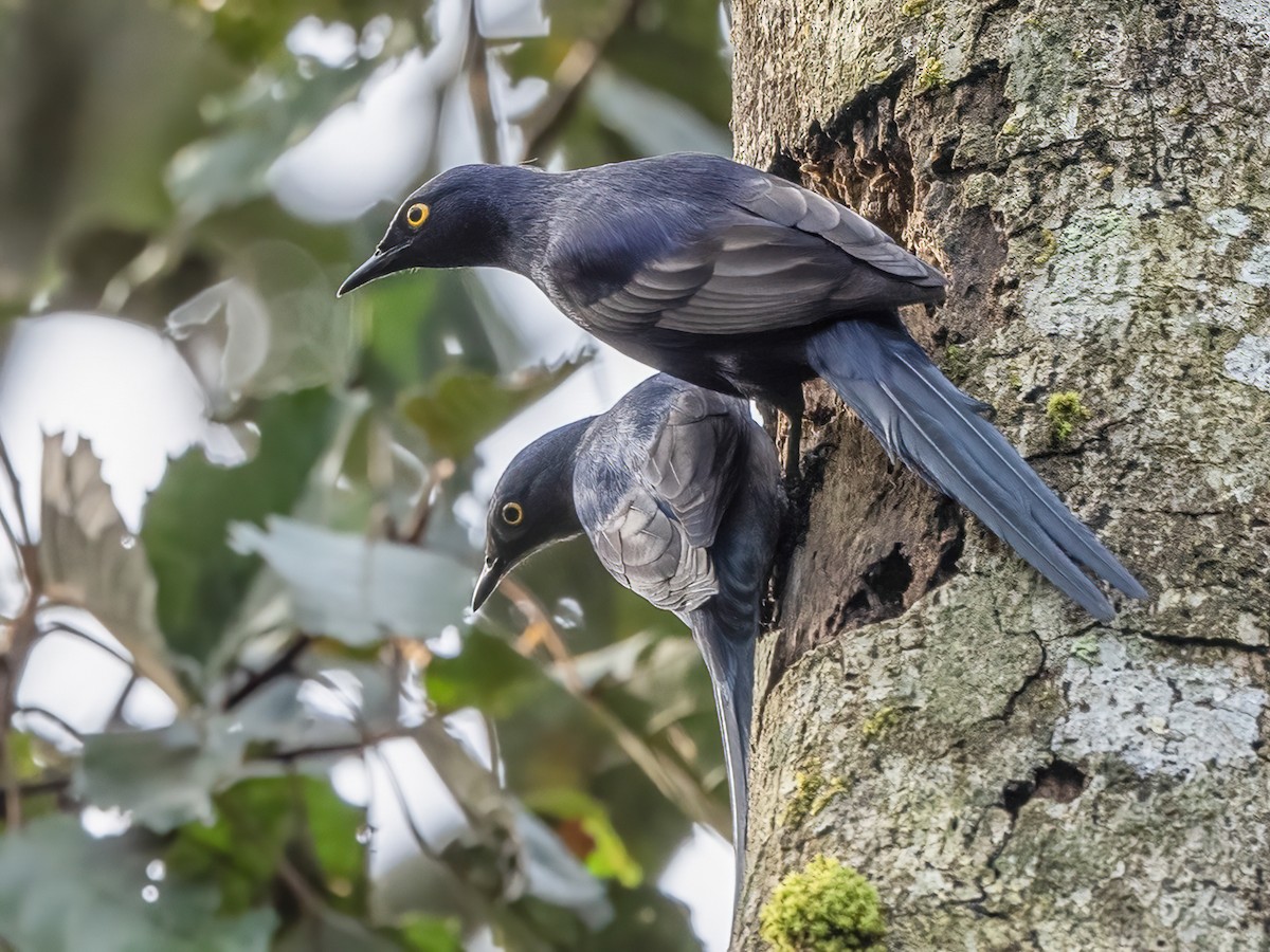 Narrow-tailed Starling - Poeoptera lugubris - Birds of the World
