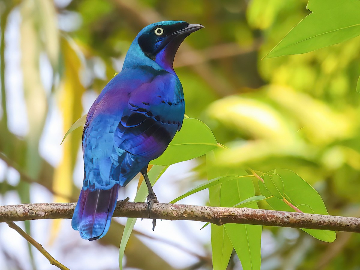 Splendid Starling - Lamprotornis splendidus - Birds of the World