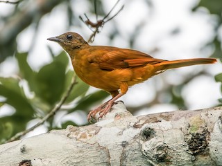 Red-tailed Ant-Thrush - Neocossyphus rufus - Birds of the World