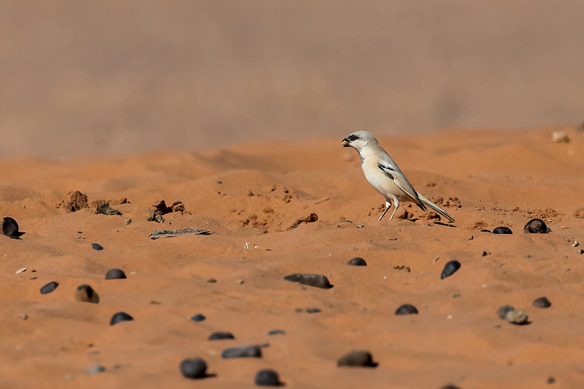 eBird Checklist - 24 Nov 2023 - Erg Chebbi (31.21242, -3.97880) - 1 species