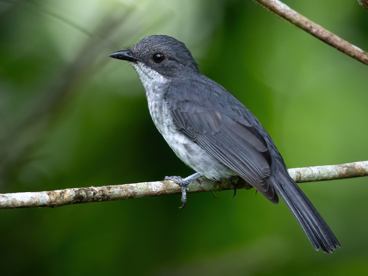 African Forest-Flycatcher - Fraseria ocreata - Birds of the World