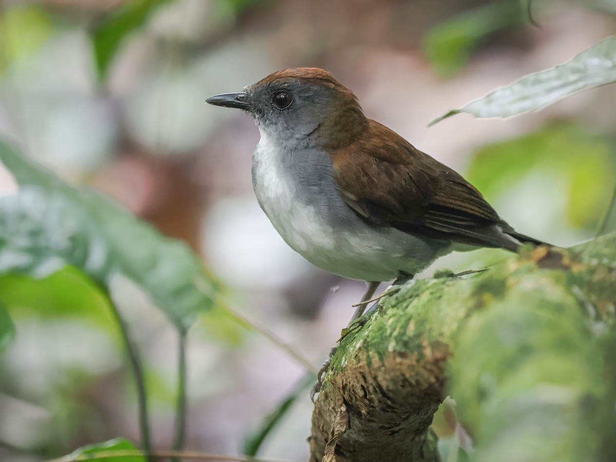 Fire-crested Alethe - Alethe castanea - Birds of the World