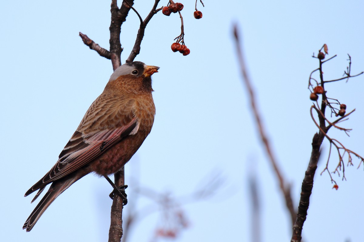 eBird Checklist - 9 Feb 2024 - Mount Pleasant Scenic Area - 17 species