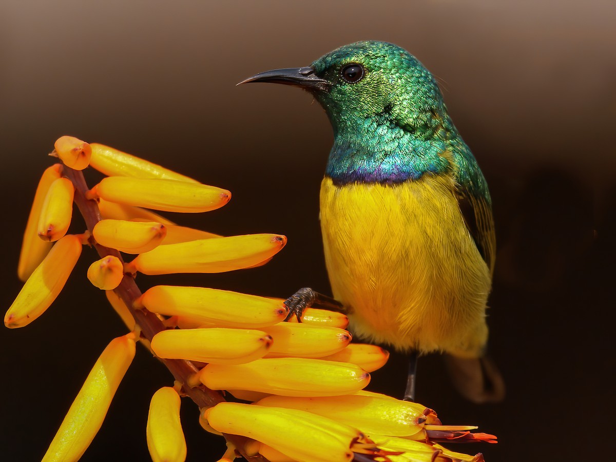 Collared Sunbird - Hedydipna collaris - Birds of the World