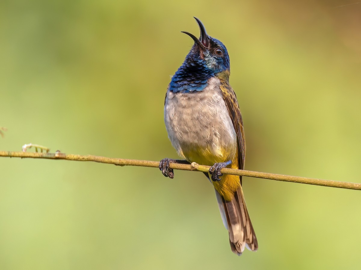 Reichenbach's Sunbird - Anabathmis reichenbachii - Birds of the World
