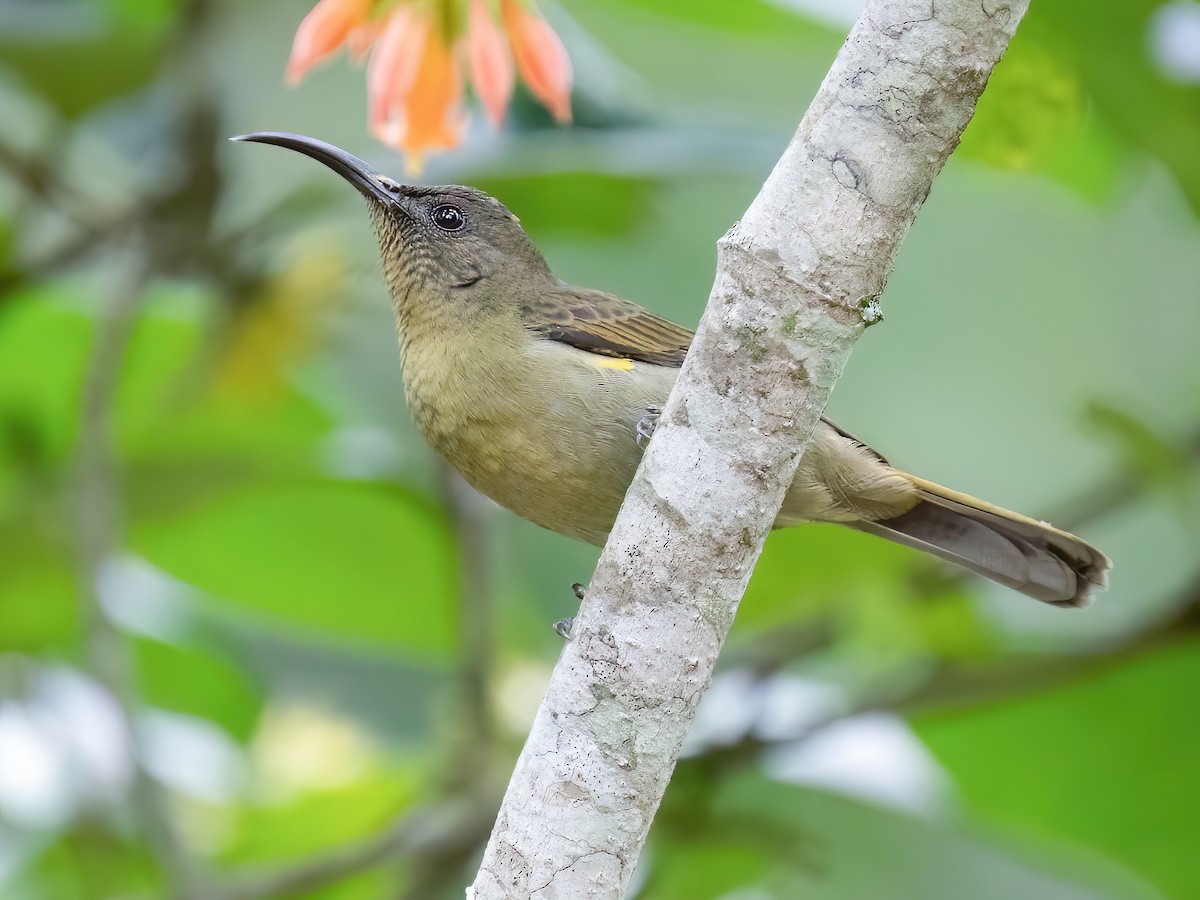 Olive Sunbird - Cyanomitra olivacea - Birds of the World