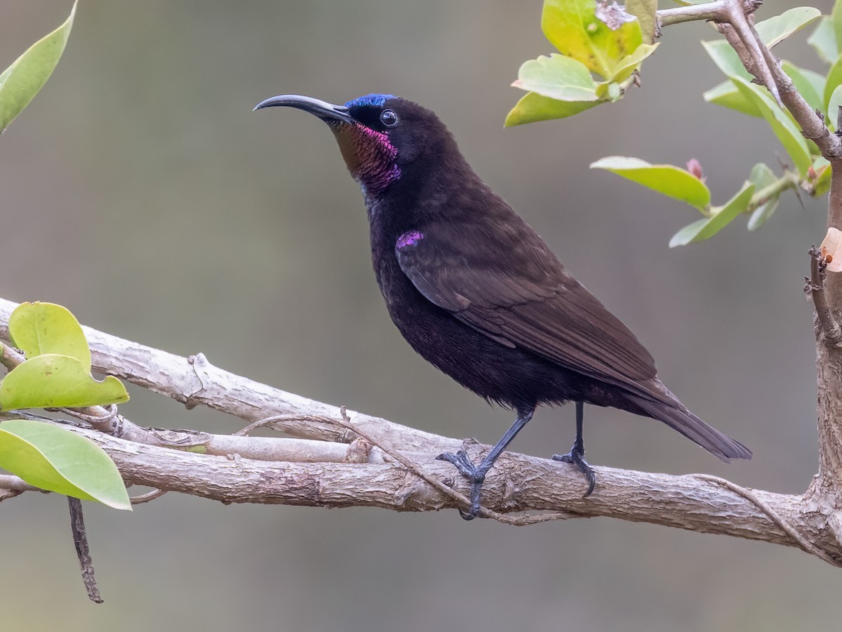 Amethyst Sunbird - Chalcomitra amethystina - Birds of the World